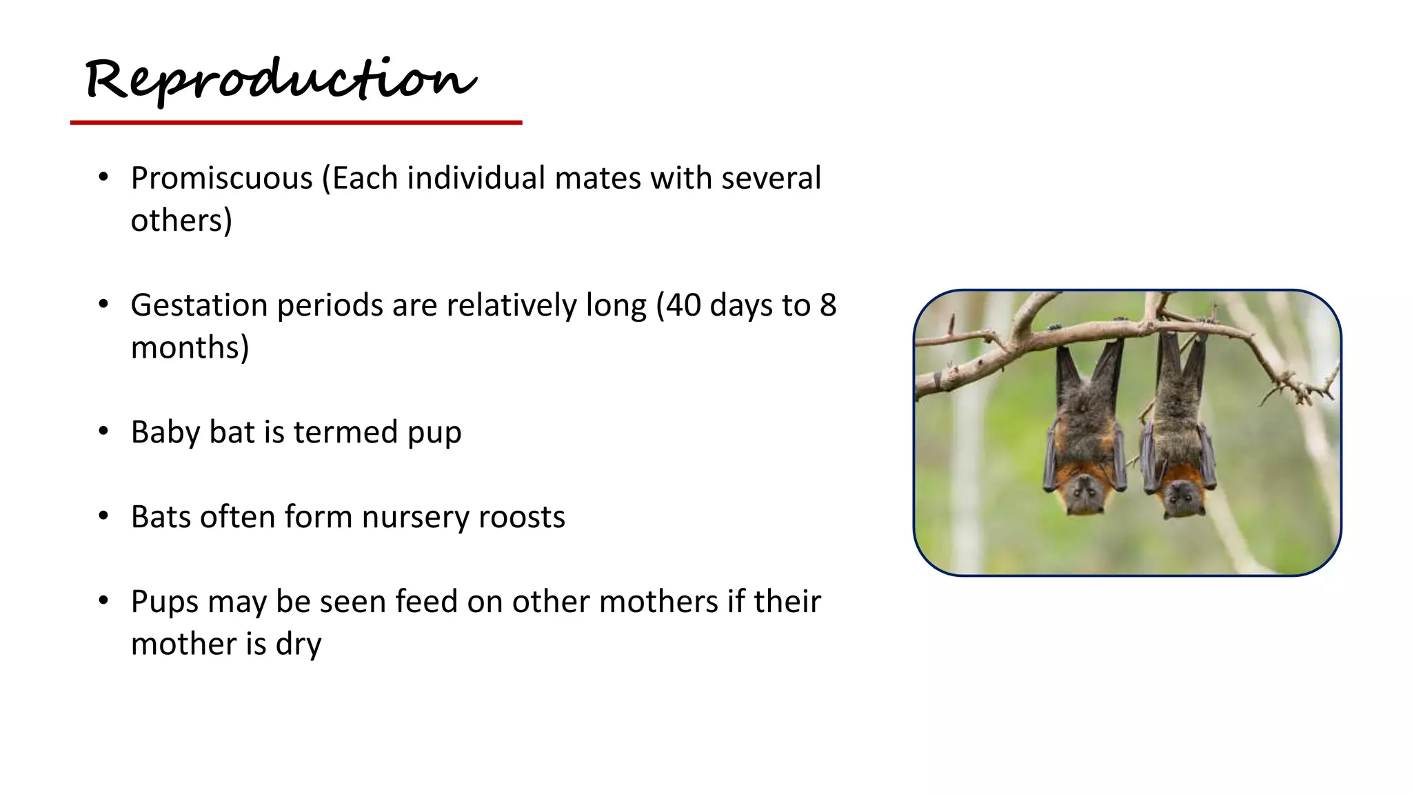 A presentation on Bat.pptx