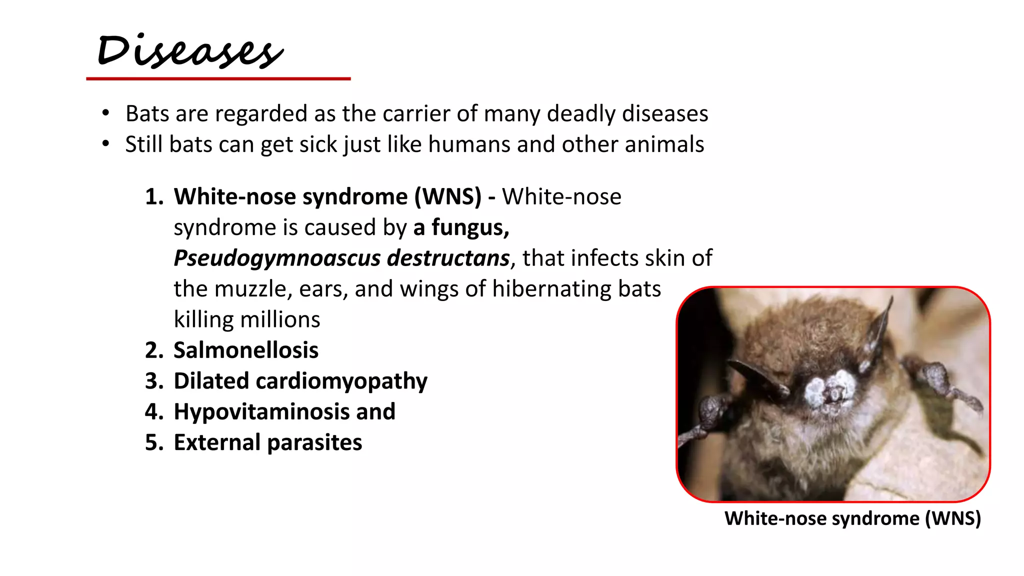 A presentation on Bat.pptx