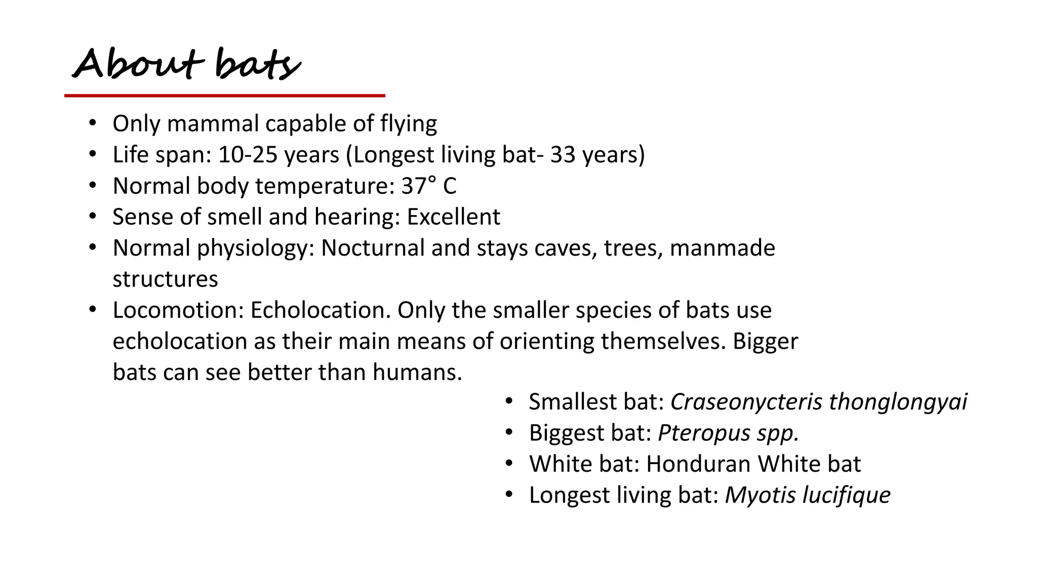 A presentation on Bat.pptx