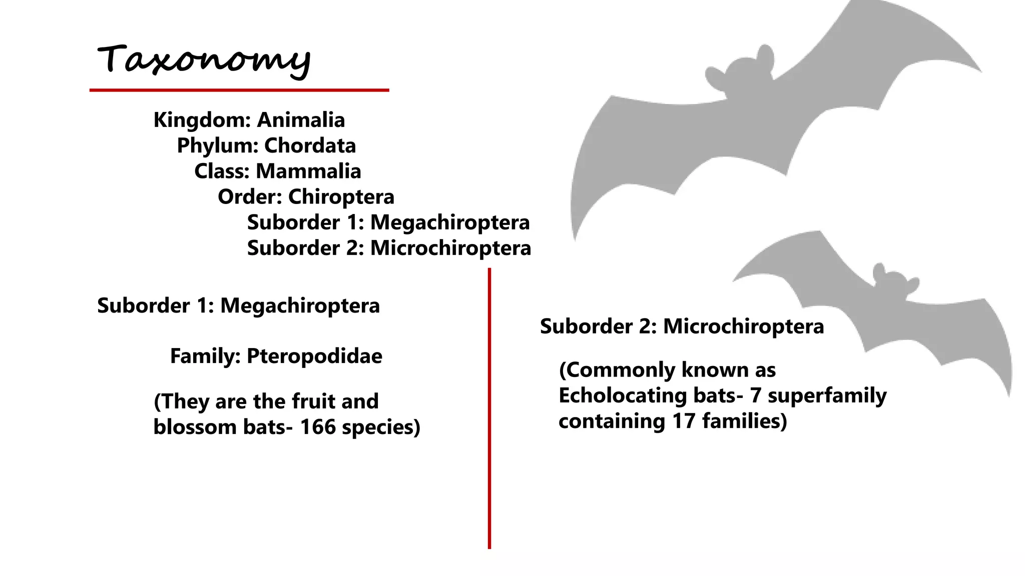 A presentation on Bat.pptx