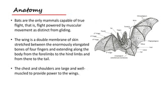 A presentation on Bat.pptx