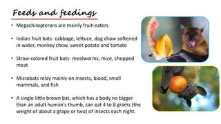 A presentation on Bat.pptx