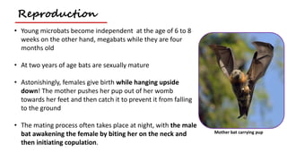 A presentation on Bat.pptx