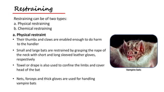 A presentation on Bat.pptx