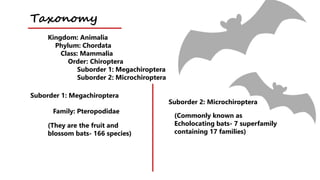 A presentation on Bat.pptx