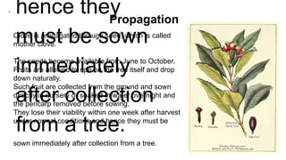 A Presentation on clove.pptx
