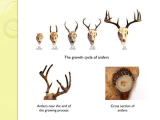 A presentation on deer | PDF