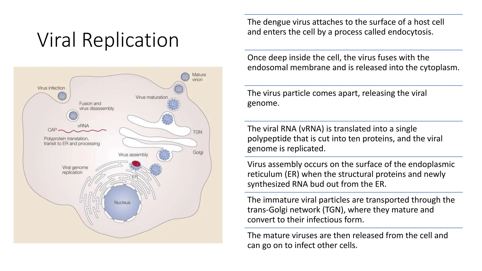 A presentation on the dengue virus, disease, and epidemiology | PPTX
