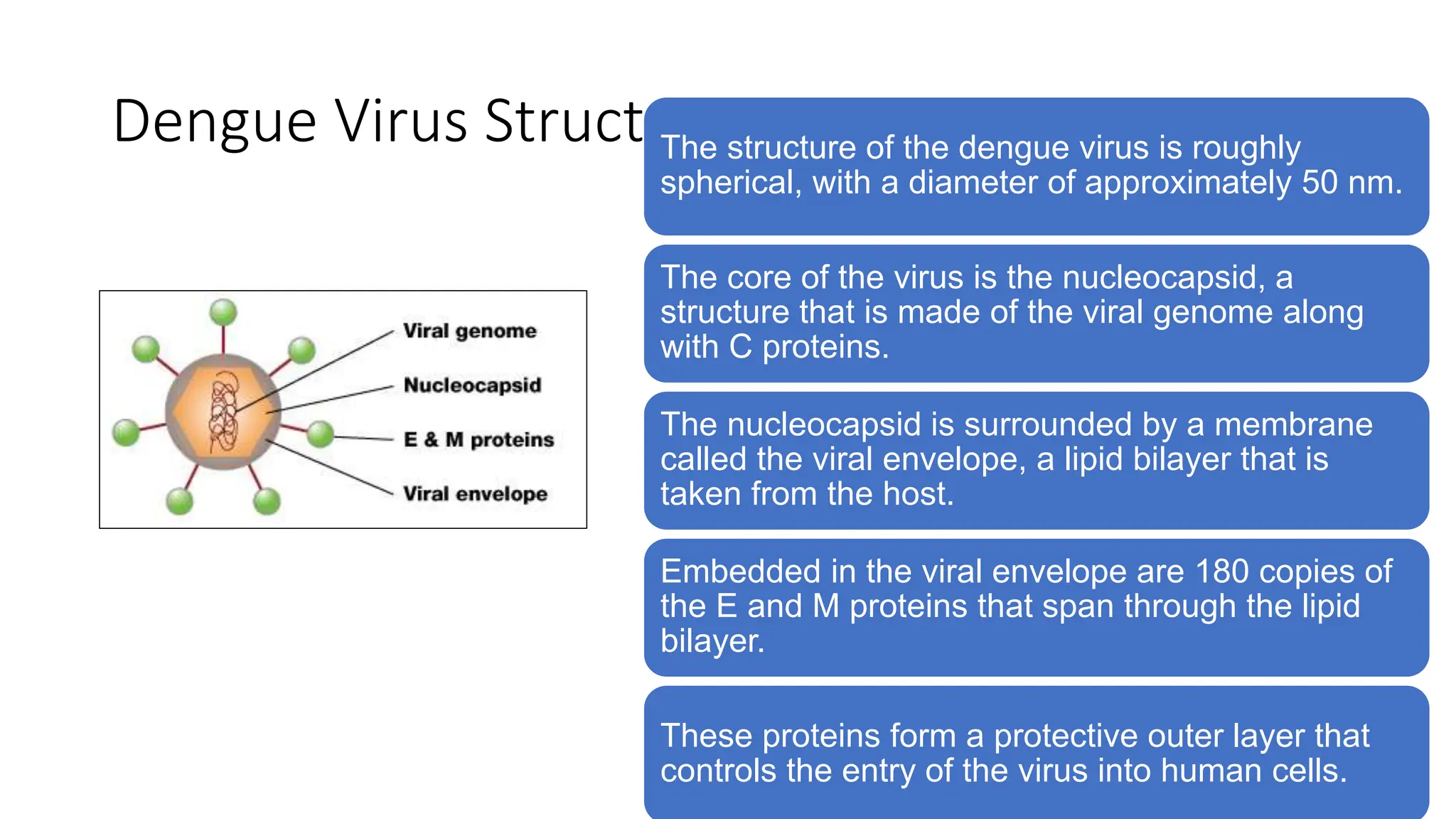 A presentation on the dengue virus, disease, and epidemiology | PPTX
