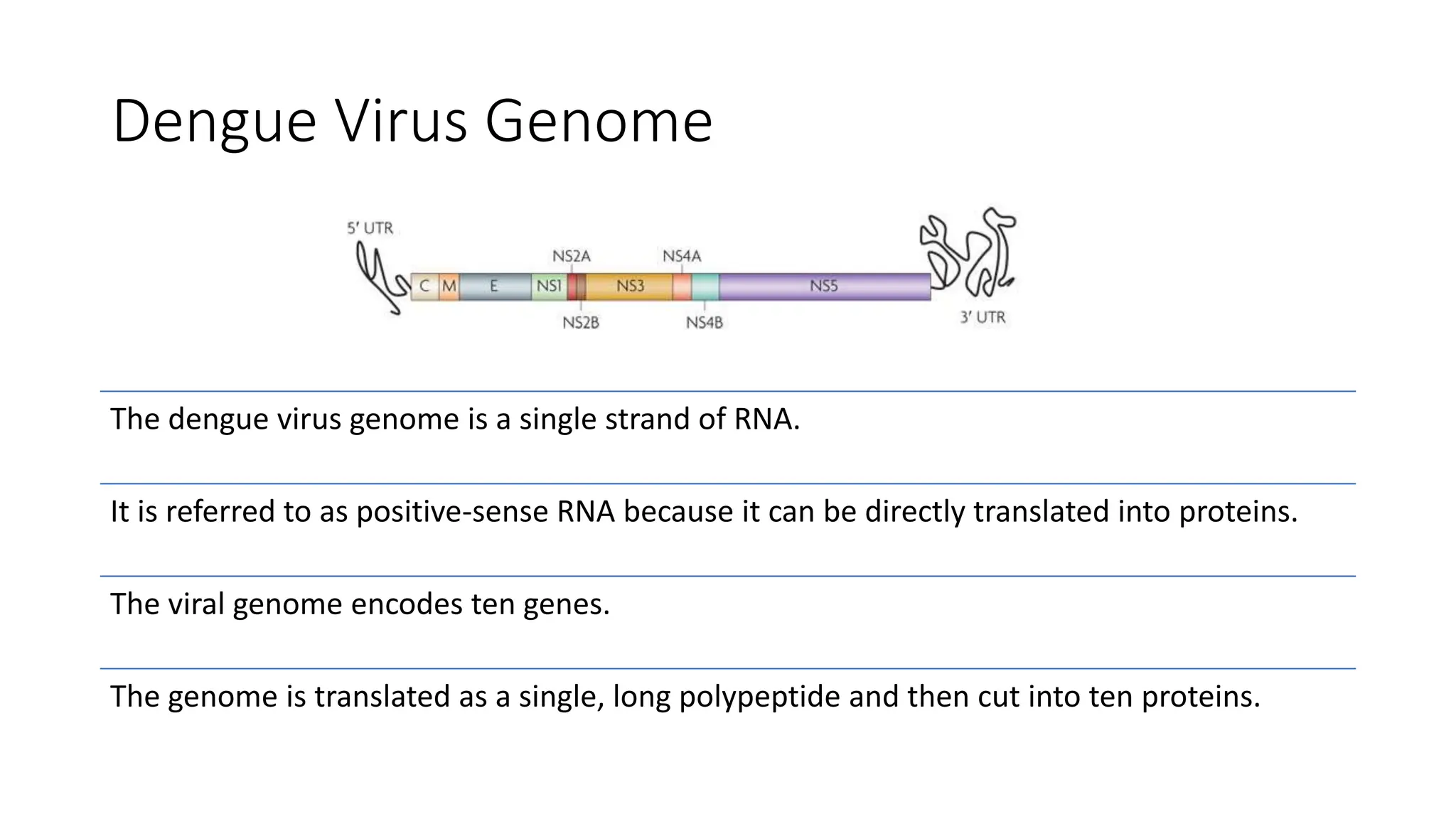 A presentation on the dengue virus, disease, and epidemiology | PPTX