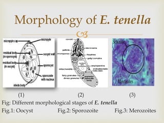 A presentation on eimeria | PPTX