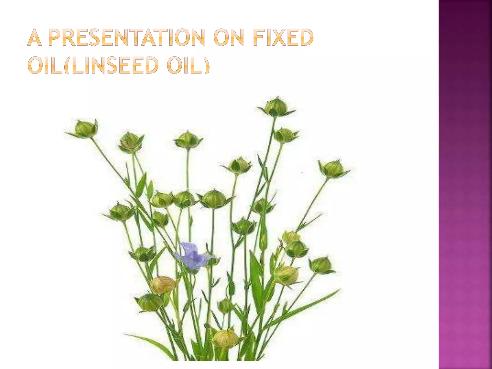A presentation on linseed oil | PPTX