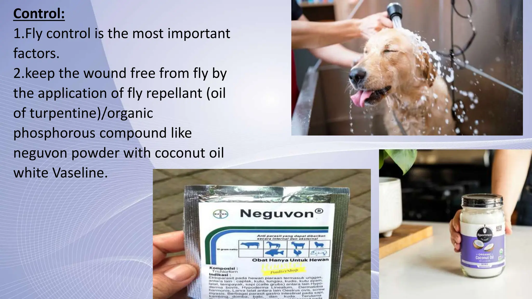 A PRESENTATION ON MYIASIS.pptx