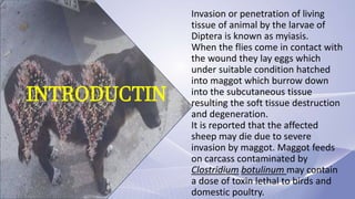 A PRESENTATION ON MYIASIS.pptx