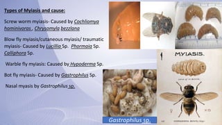 A PRESENTATION ON MYIASIS.pptx