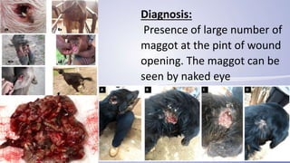A PRESENTATION ON MYIASIS.pptx