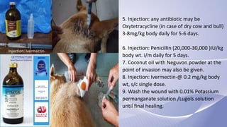 A PRESENTATION ON MYIASIS.pptx