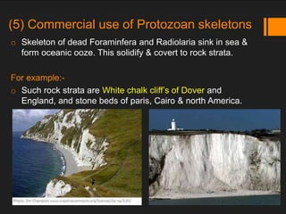 A presentation on Economic importance of protozoan | PPTX