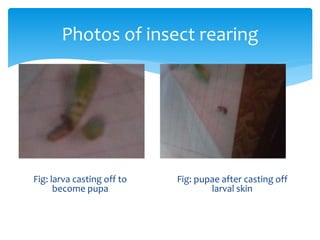 A presentation on rearing of helicoverpa armygera. | PPTX