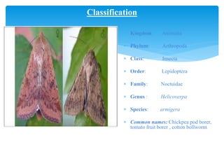 A presentation on rearing of helicoverpa armygera. | PPTX