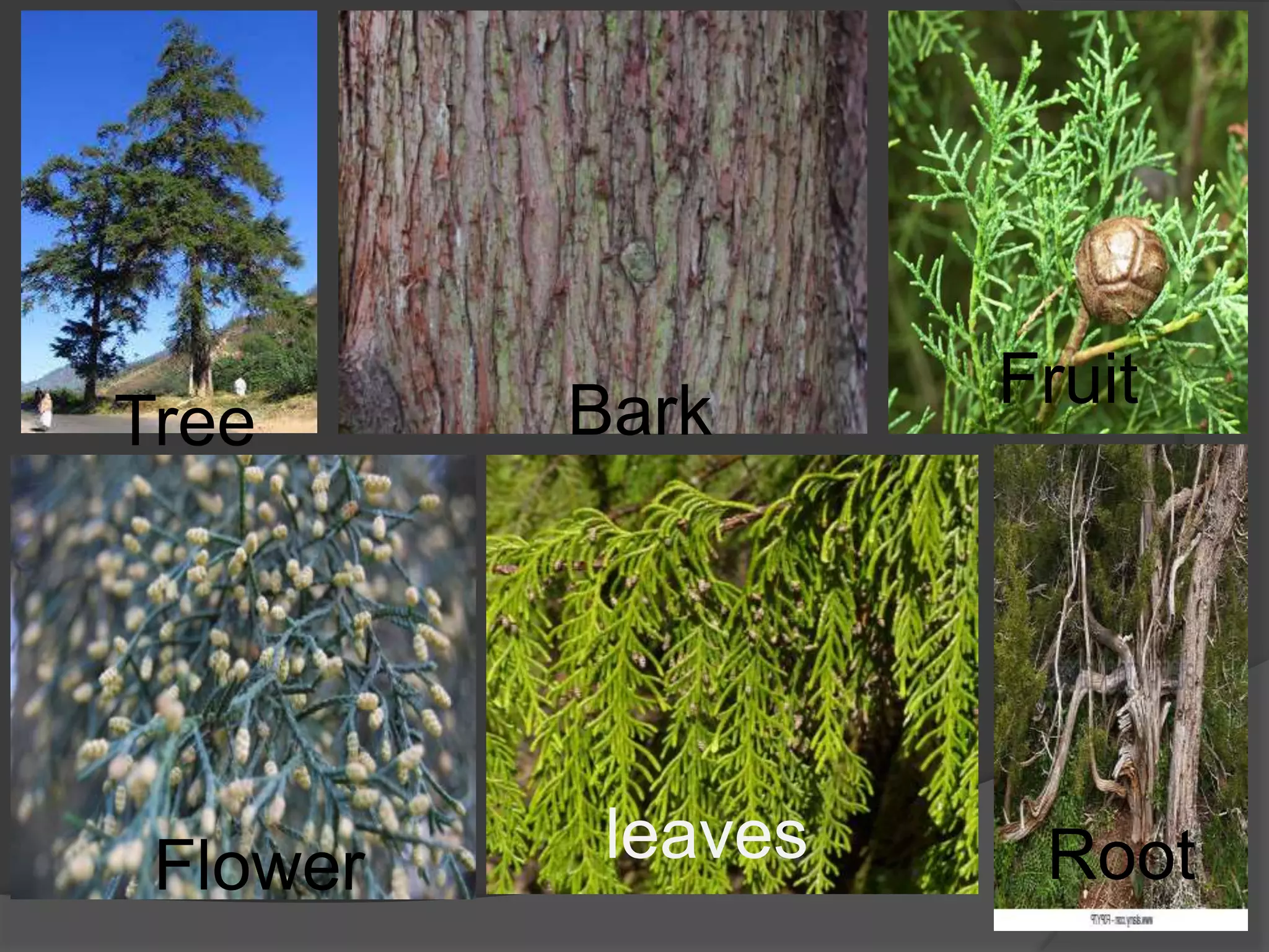 cupressus torulosa iof | PPTX