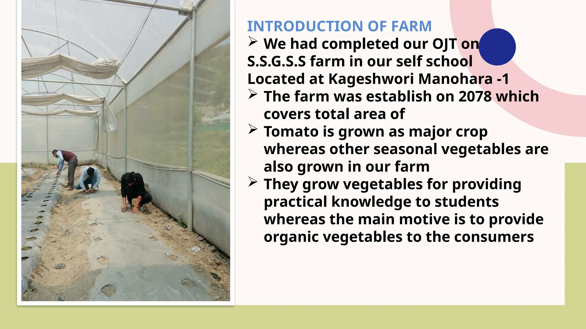 A presentation on tomato cultivation.pptx