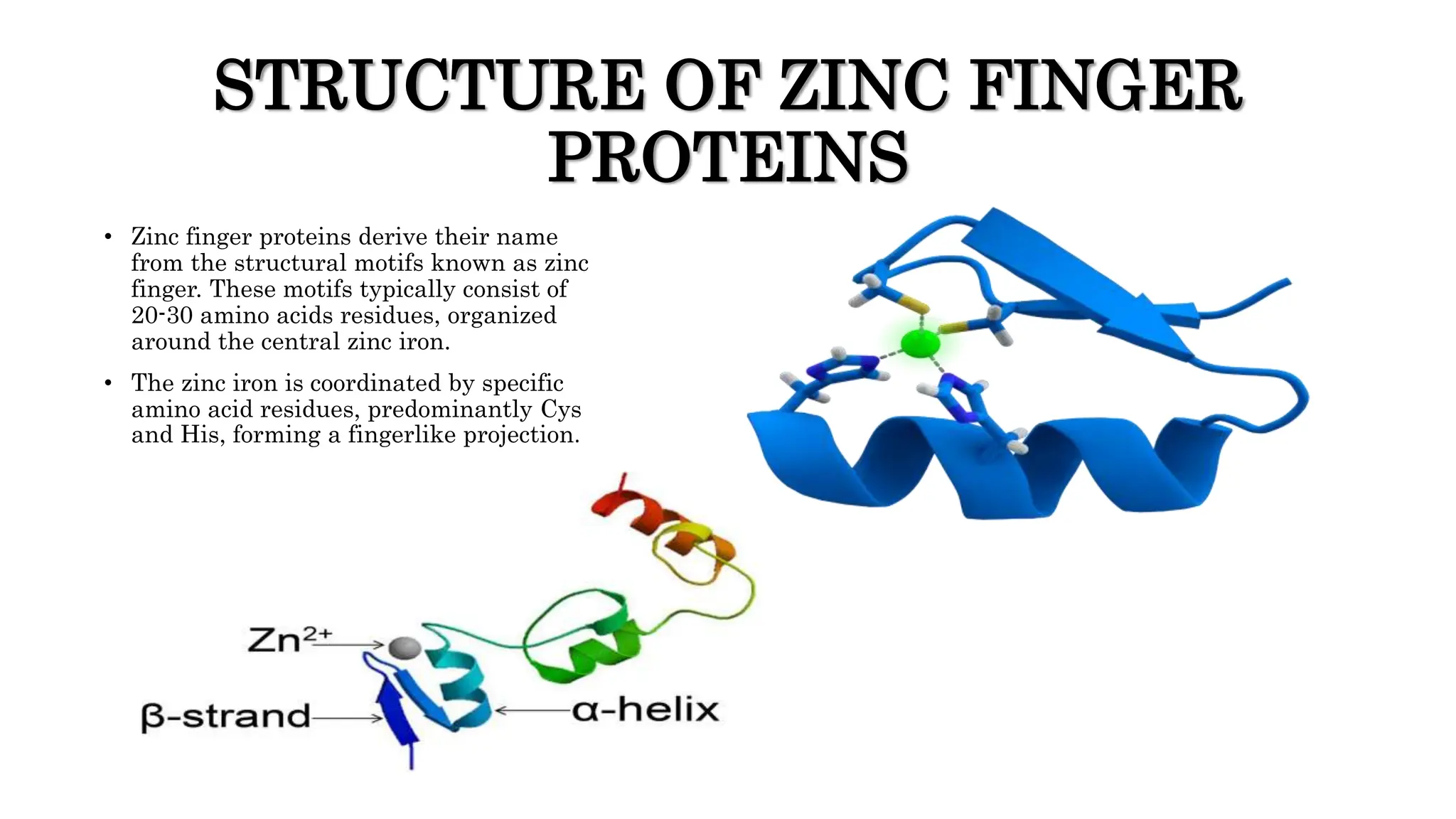 A PRESENTATION ON ZINC FINGER PROTEINS.pptx
