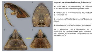 Redescription of two remarkable species of Belostoma Lauck from ...