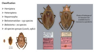 Belostomatidae Larvae