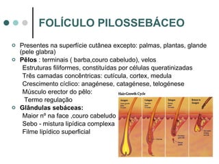 Estrutura e Funções da Pele - Reacções de Hipersensibilidade Associadas ...