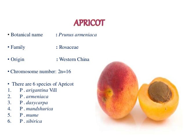 Apricot