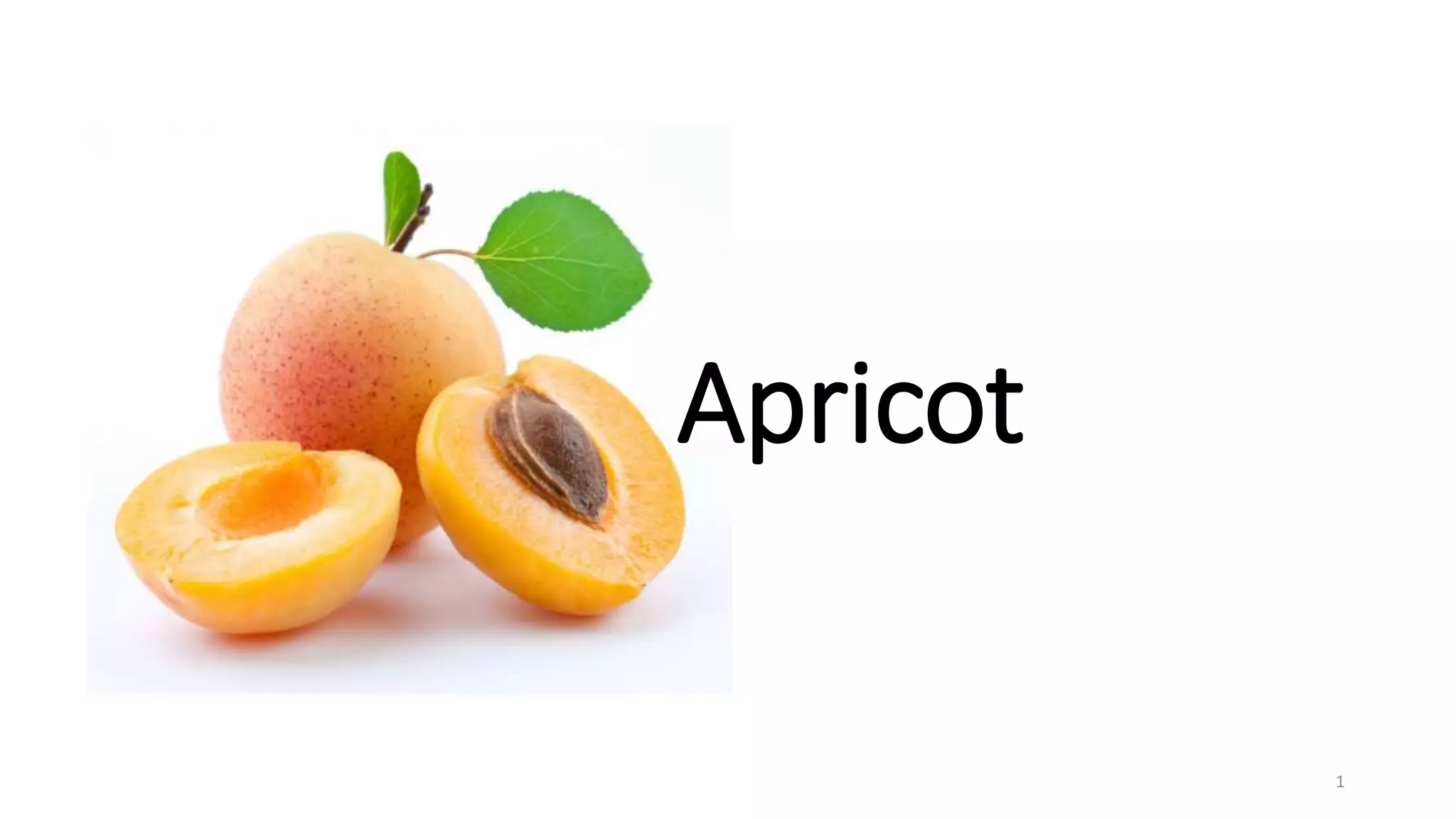 Apricot | PPTX