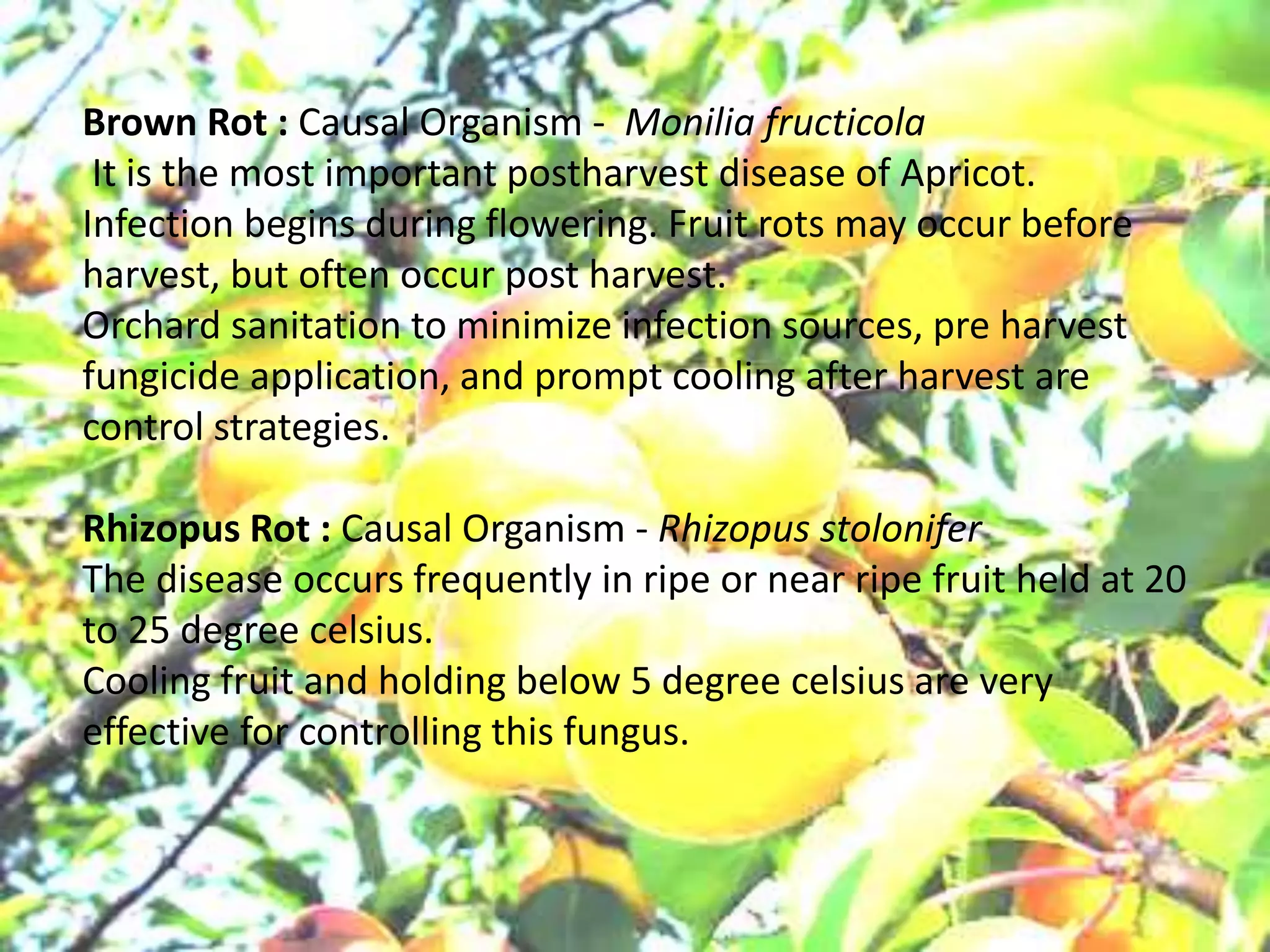 Post Harvest Handling of Apricot.pptx