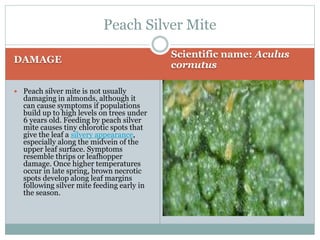Apricot insects A Lecture To ToT trainees ( FFS) By Mr. Allah Dad Khan ...