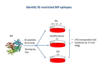 BiP-derived HLA-DR4 Epitopes Differentially Recognized by T cells in RA ...