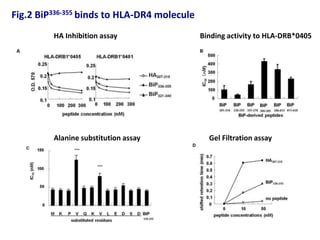 BiP-derived HLA-DR4 Epitopes Differentially Recognized by T cells in RA ...