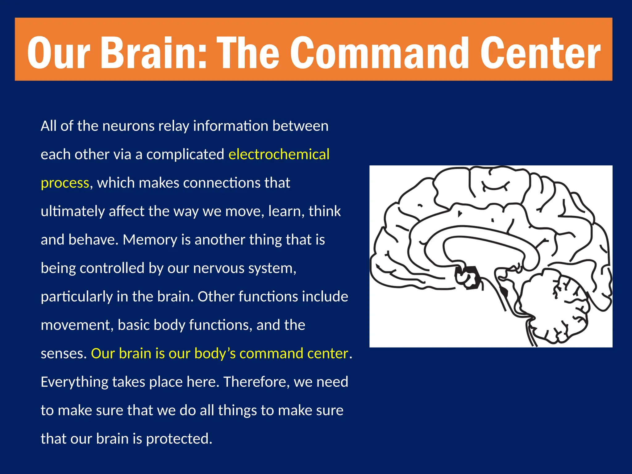 April 29 Nervous System Power Point (1).pptx