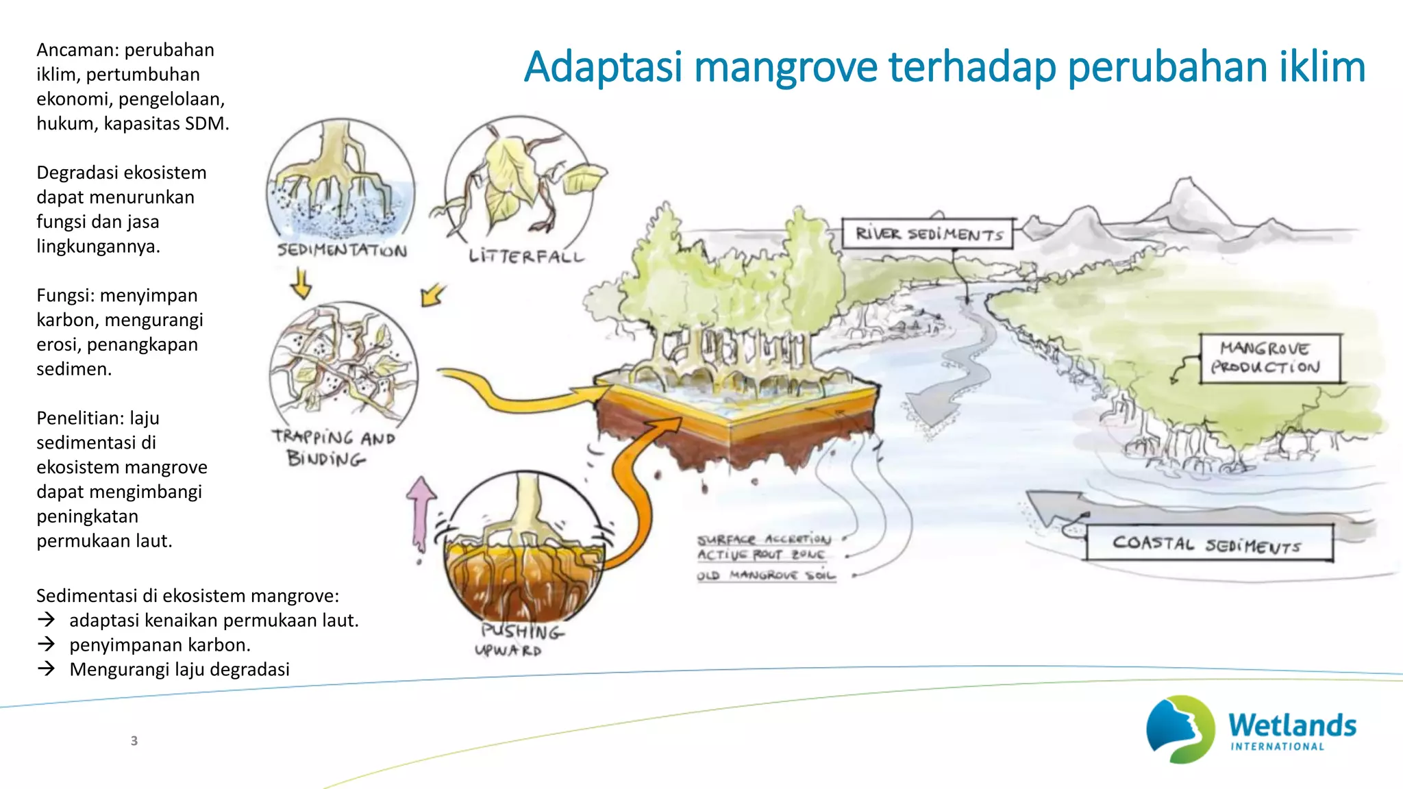 Mangrove dan Adaptasi Perubahan Iklim di Kawasan Pesisir (Mangroves and Climate Change ...