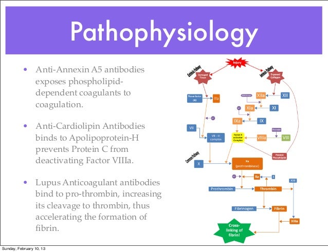 Antiphospholid Syndrome - Clinical