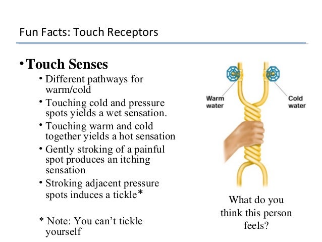 AP sensation perception