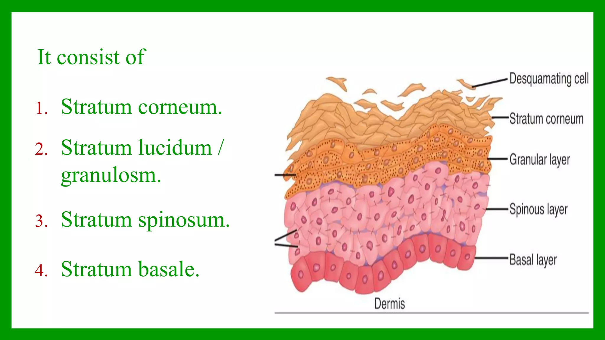 ANATOMY AND PHYSIOLOGY OF SKIN | PPTX
