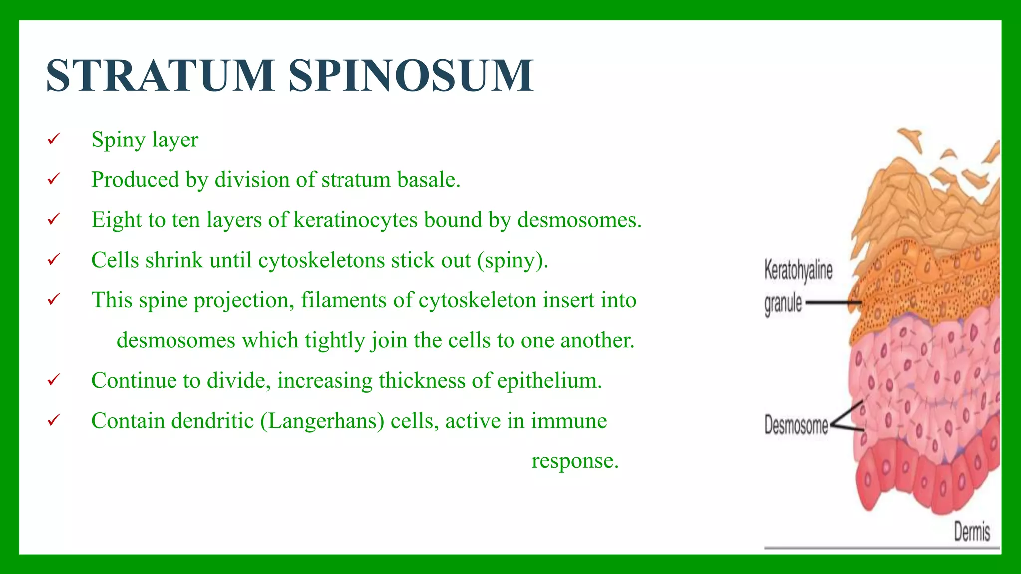 ANATOMY AND PHYSIOLOGY OF SKIN | PPTX