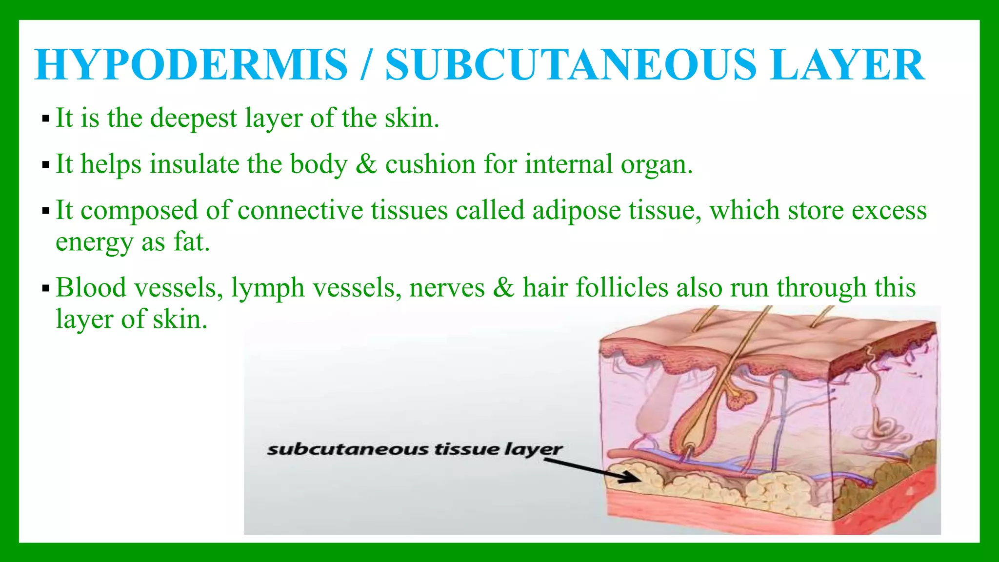 ANATOMY AND PHYSIOLOGY OF SKIN | PPTX