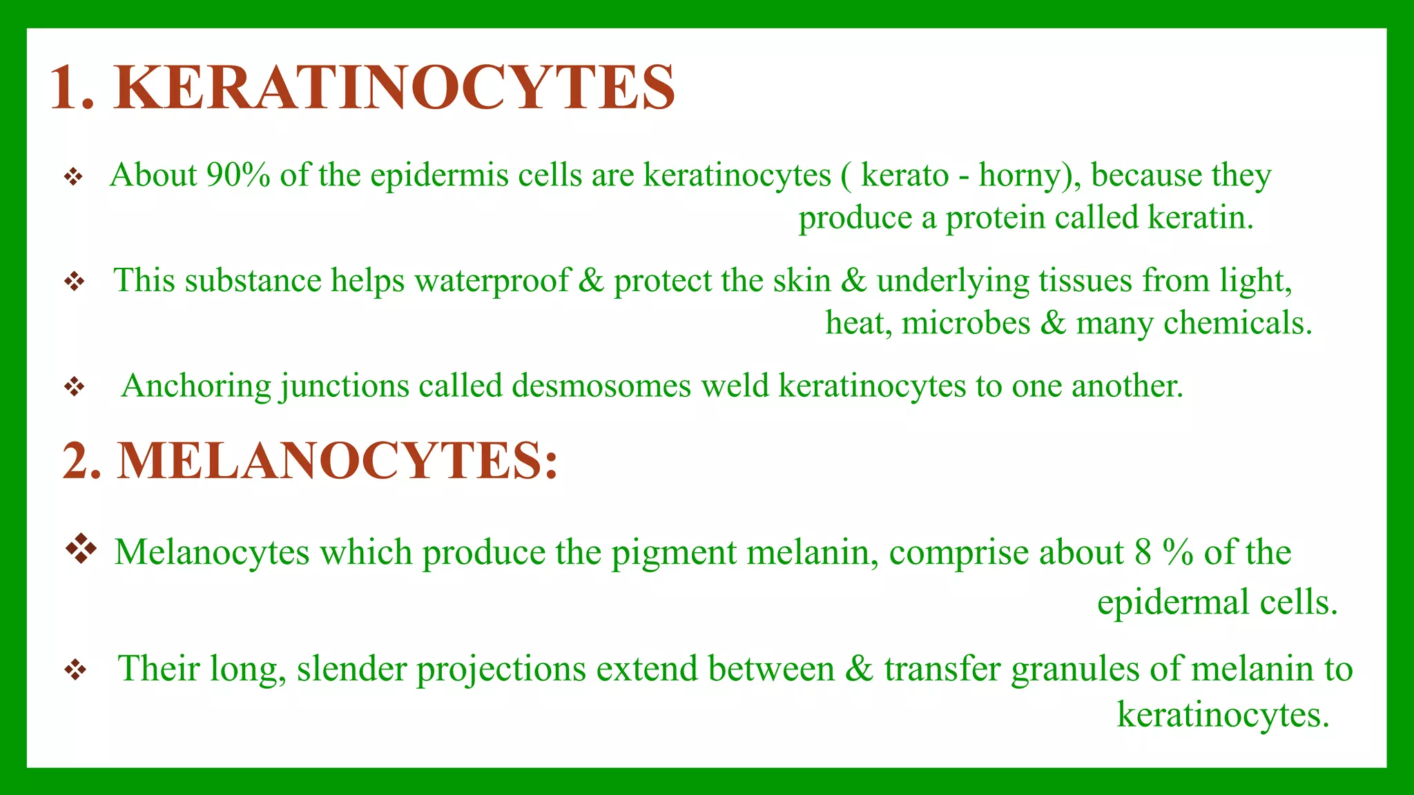 ANATOMY AND PHYSIOLOGY OF SKIN | PPTX