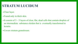 ANATOMY AND PHYSIOLOGY OF SKIN | PPTX