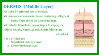 ANATOMY AND PHYSIOLOGY OF SKIN | PPTX