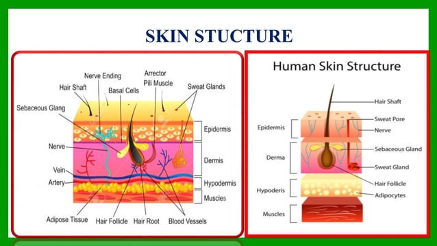 ANATOMY AND PHYSIOLOGY OF SKIN | PPTX | Skin and Dermatology | Diseases ...