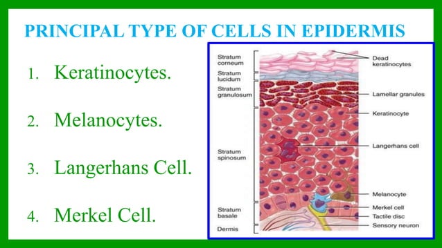 ANATOMY AND PHYSIOLOGY OF SKIN | PPTX | Skin and Dermatology | Diseases ...