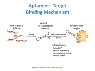 Aptamers - New Class of Oligonucleotide for Therapeutic and Diagnostic ...