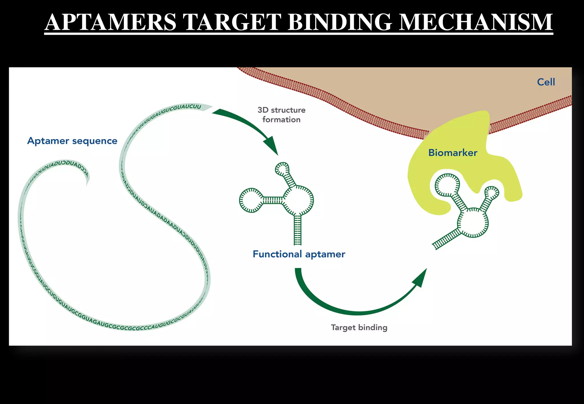 Aptamers based drug delivery | PDF